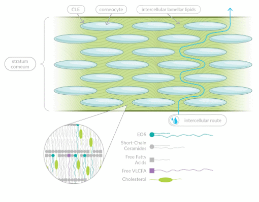 Vai trò của các acid béo (FATTY ACID) trong trẻ hóa và phục hồi hàng ...